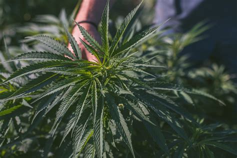 Acknowledge Farms Regenerative Cbd Hemp Extract