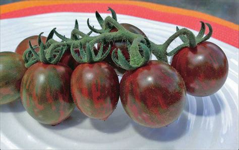 Chocolate Sprinkles Tomato Plant Size At Richard Rentas Blog