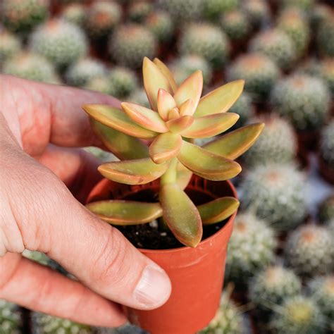 Sedum Nussbaumerianum