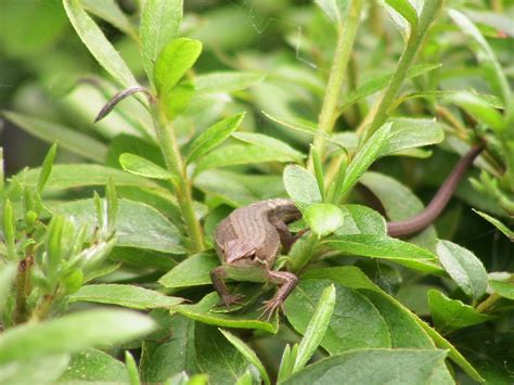 「やもり」・・・家守 ぱぴよん。のブログ