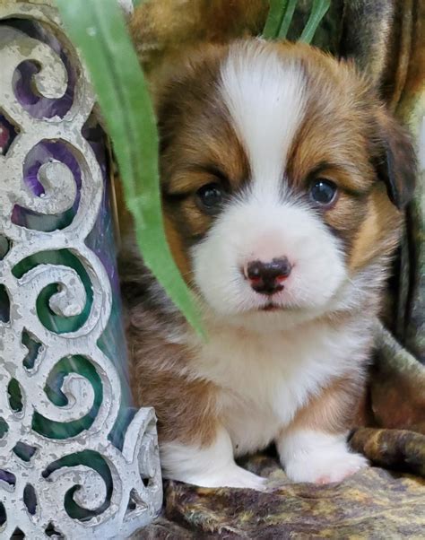 Corgis With Fluffy Butts A Cute Phenomenon Explained
