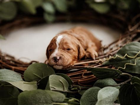 Are Cavapoos Hypoallergenic