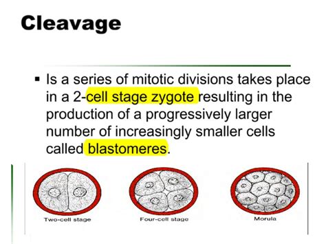 Embryology Pdf د ملاك Muhadharaty