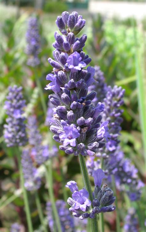 Lavandin Phenomenal Lavandula X Intermedia Garden Planning