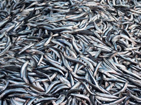 Anchoas Cómo Distinguir Las Anchoas Del Cantábrico • Conservas Zallo