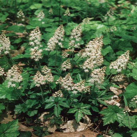 Tiarella Cordifolia Oakleaf Foam Flower Siteone