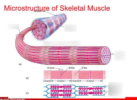 Microstructure Diagram Diagram Quizlet