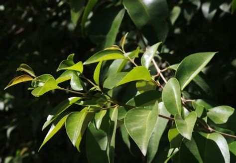 Siempreverde El árbol Que Pone En Riesgo Los Bosques Nativos En