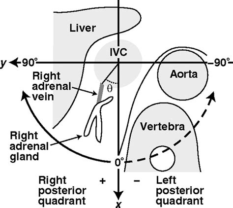 Adrenal Vein