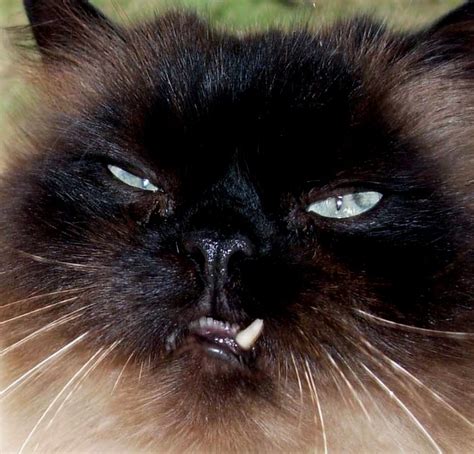Snaggletooth