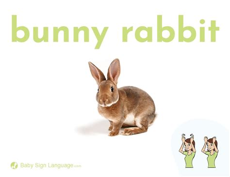 Asl Sign For Rabit