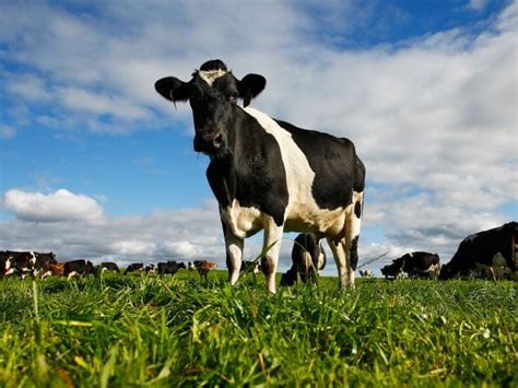 Scientists Invent Grass That Reduces Dangerous Methane Emissions From