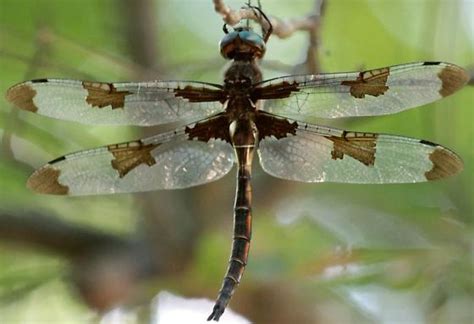 Prince Baskettail Epitheca Princeps Bugguide Net