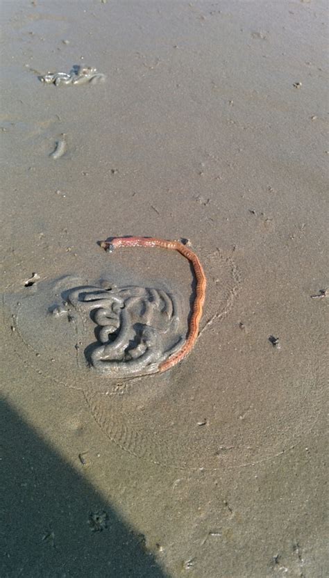 Ragworms And Allies From Germany On August 29 2020 At 0237 Pm By