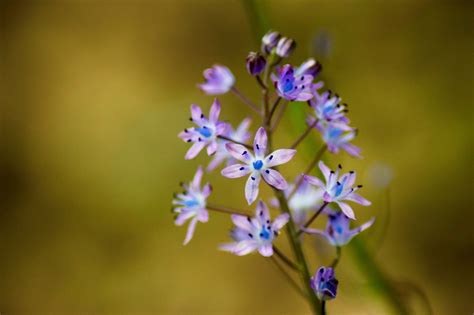 Bunga Ungu Biru Foto Gratis Di Pixabay Pixabay