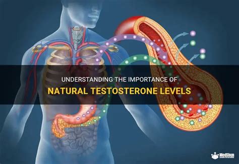 Understanding The Importance Of Natural Testosterone Levels Medshun