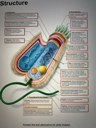 Microbiology Ch 4 Flashcards Quizlet