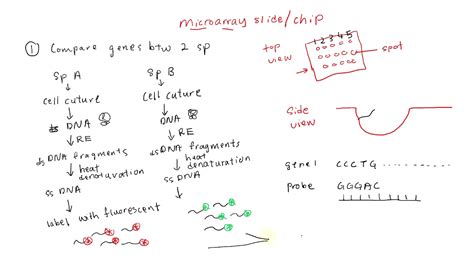 Microarray Youtube