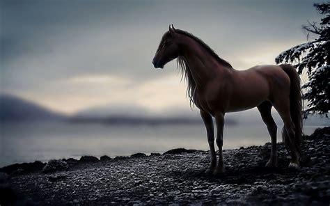 Animales Caballo Fondo De Pantalla Horses Horse Wallpaper Horse