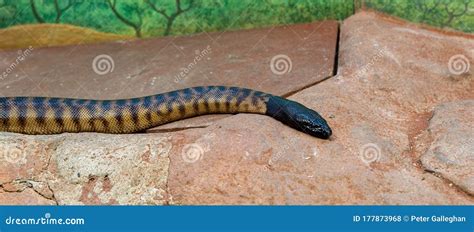 Black Headed Python Aspidites Melanocephalus Slithering Away To Find