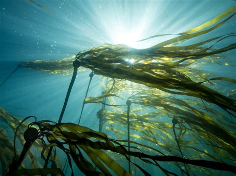 The Healing Power Of Seaweed—shedding New Light On Alginate Microgels Engineering Blog