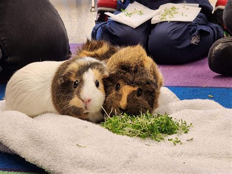 Guinea Pigs As Classroom Pets Education Grants