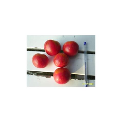 Vente En Ligne De Tomate Tiger Tom à Planter En Pleine Terre