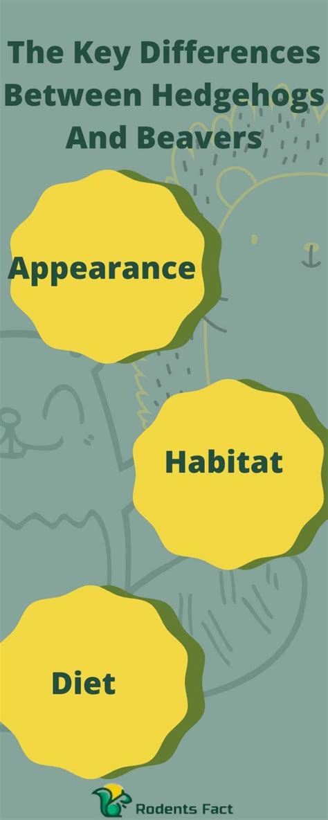 Beavers Vs Hedgehogs 3 Key Differences