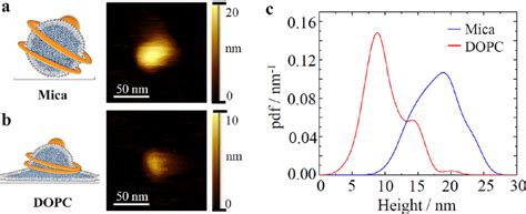 Characterization Of Ldl Particle Interaction With A Planar Supported