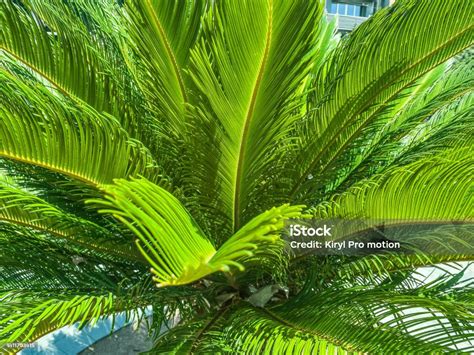 Green Sharp Thin Palm Branches Tiny Green Leaves On A Bush Exotic Plant In A Hot Country Palm