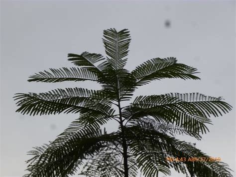 Parkia Pendula Picturethis