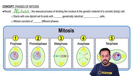 Mitosis Interphase Prophase Metaphase Anaphase And Telophase