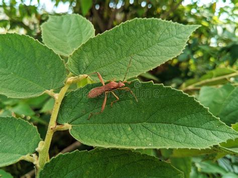 Walang Sangitleptocorisa Oratorius Fabricius Hemipteraalydidae