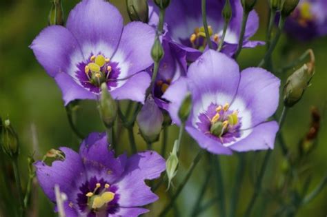 Genus Eustoma · Inaturalist