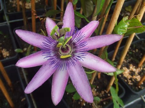 Passiflora Amethyst Riverside Garden Centre