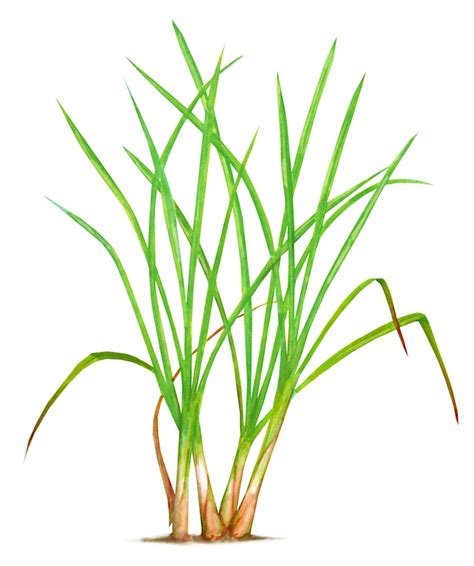 Lemon Grass Clipart 10 Free Cliparts Download Images On Clipground 2026