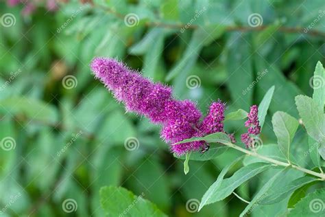 Flowers Of The Meadowsweet Spiraea Salicifolia Stock Image Image Of