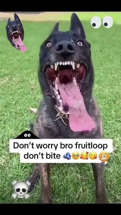 Dont Worry Bro He Wont Bite Shorts Youtube