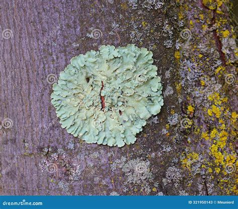 A Lichen Is A Symbiosis Of Algae Or Cyanobacteria Stock Image Image