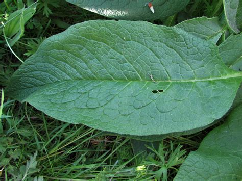 Comfrey Plant Identification Is Comfrey Edible Their Answers May Surprise You