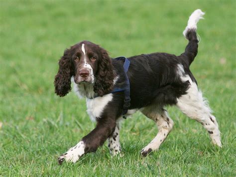 Fileenglish Springer Spaniel Coffee2 Wikimedia Commons