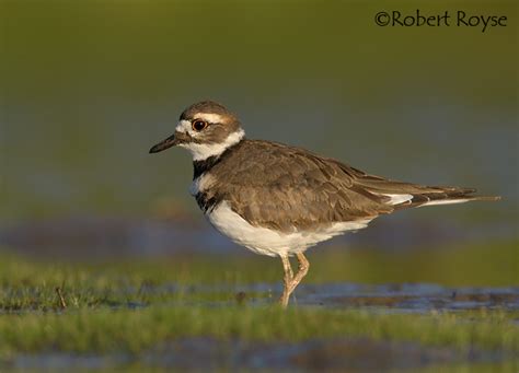 Killdeer