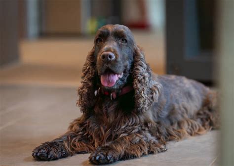 Cocker Spaniel Brown