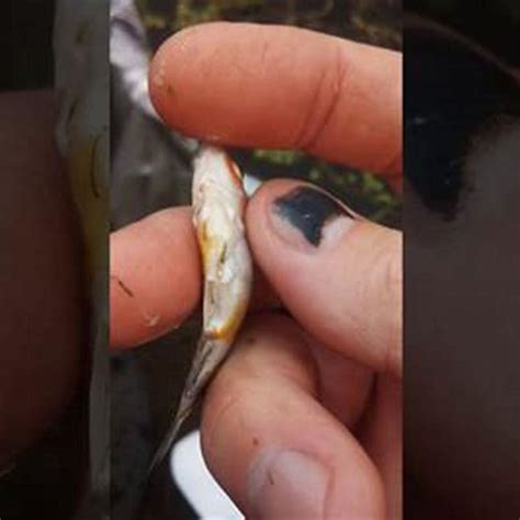 How Do I Know If My Fish Has Parasites Diy Seattle