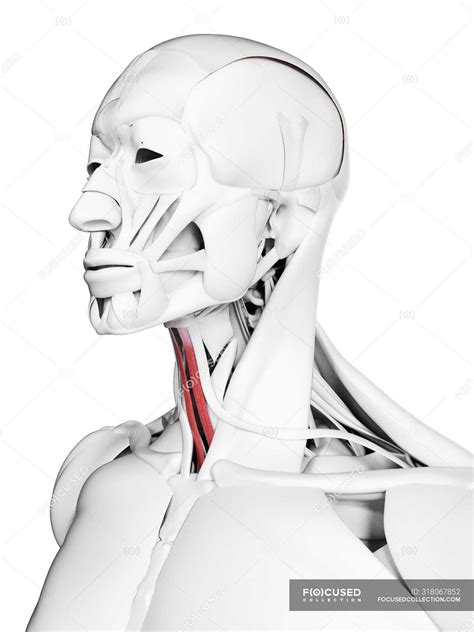 Visible Sternohyoid Muscle In Male Body Digital Illustration