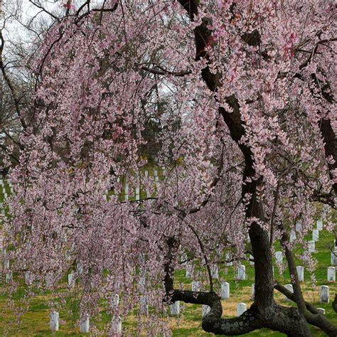 Flowering Cherry Weeping Patuxent Nursery