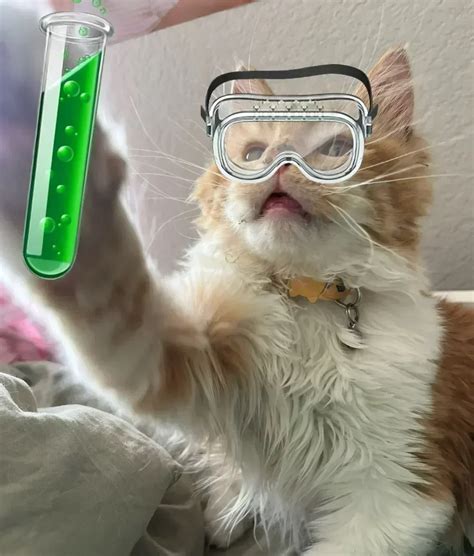 For20science20cat20meme20template Free Meme Templates Download
