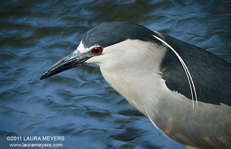 The Picture Of This Black Crowned Night Heron With Breeding Feather Was