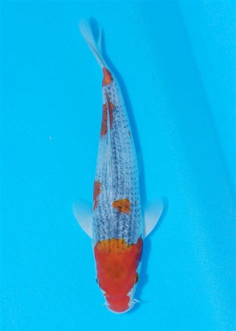 25cm Goshiki Byer Koi Farm Ref Ap019