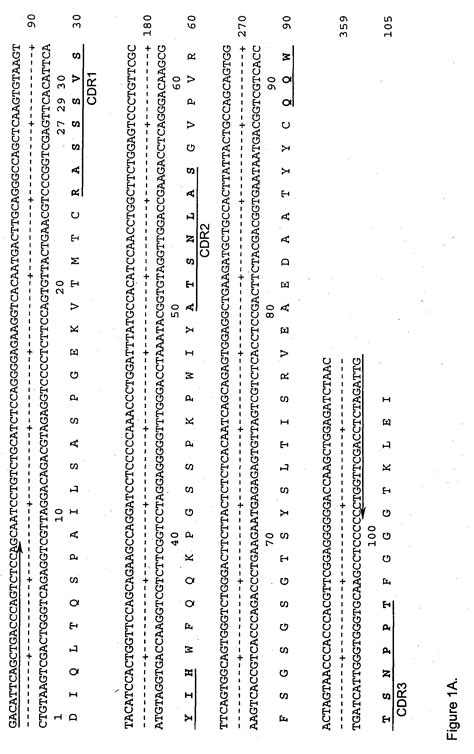 Anti Cd20 Antibodies And Fusion Proteins Thereof And Methods Of Use
